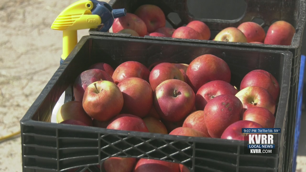 Annual SheyWest Apple Smash is back all weekend - KVRR Local News