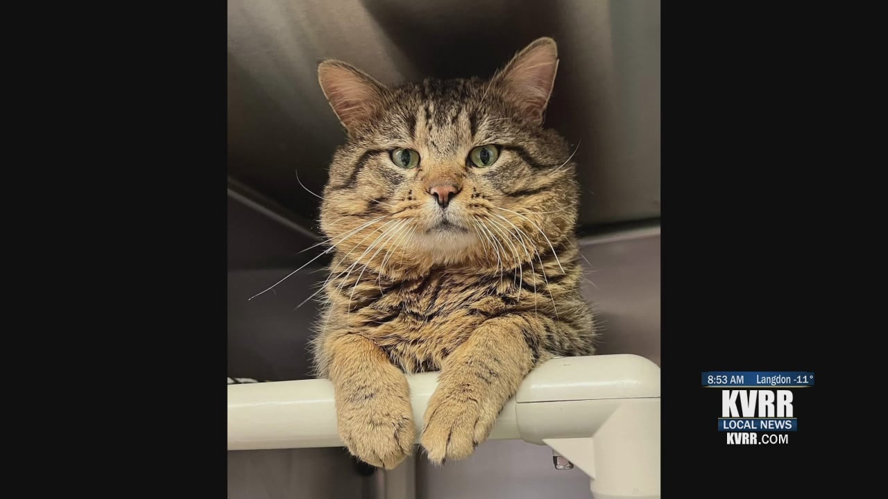 Pet Connection: Meet Kessler - KVRR Local News