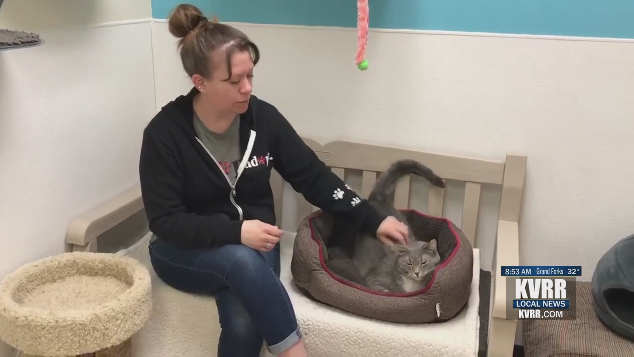 Pet Connection: 3rd Time's A Charm For Sorrell - KVRR Local News