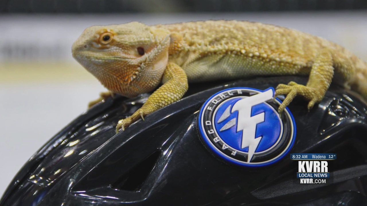 Cold-Blooded Critters Hit The Ice To Support Local Shelter - KVRR Local ...