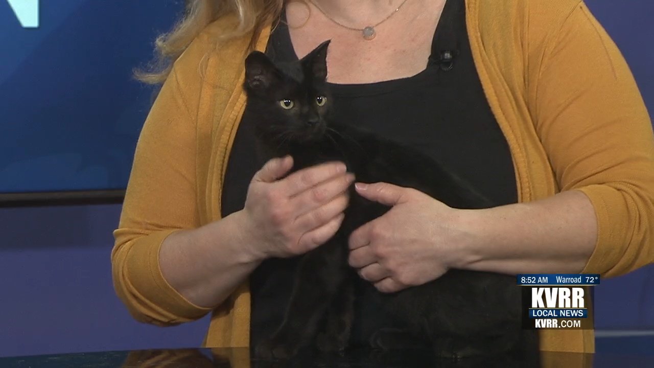 LIVE: Pet Connection: Meet Mr. Timms - KVRR Local News