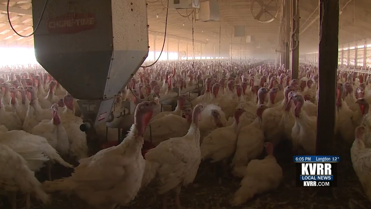 Turkey costs rise due to avian flu - KVRR Local News