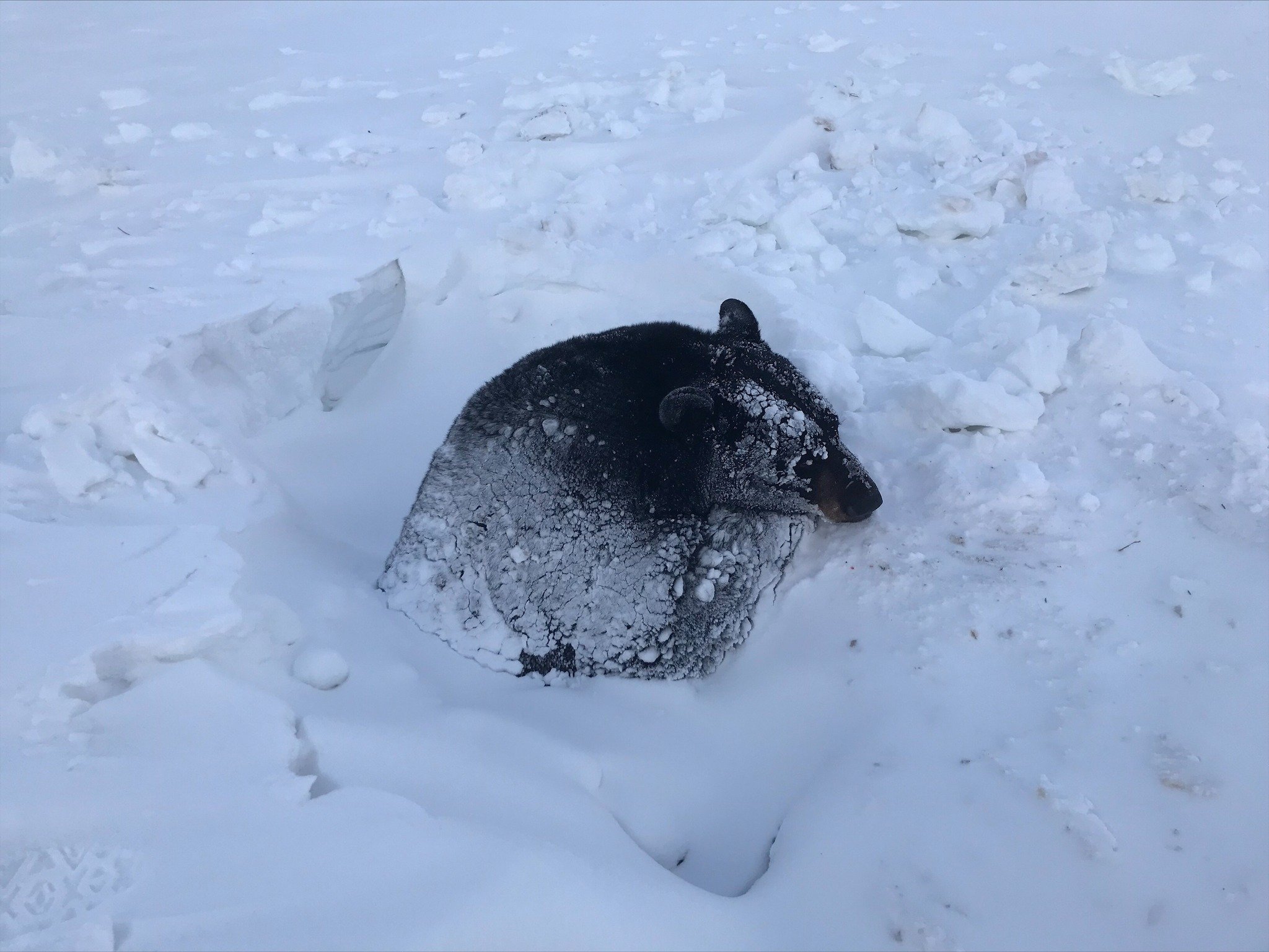 Hibernating bear found in frozen culvert near Wannaska - KVRR Local News