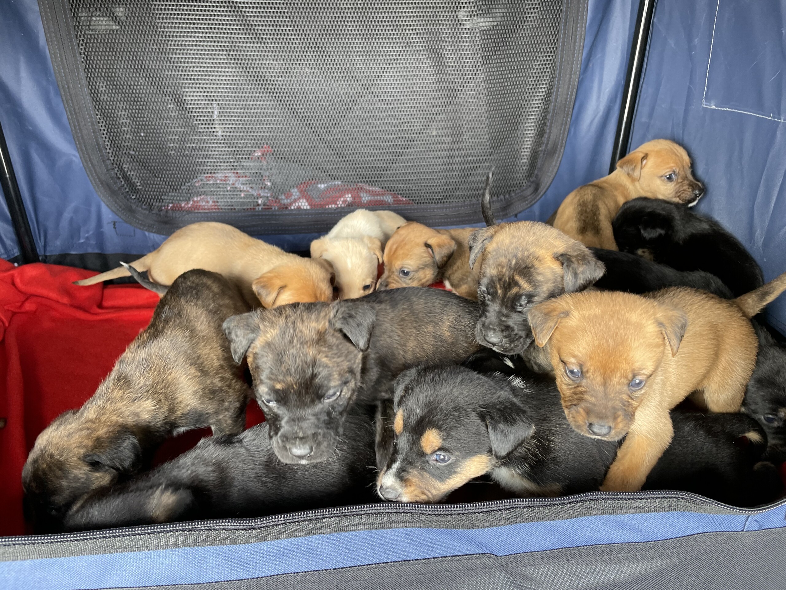 Animal rescues seek foster homes for 13 orphaned puppies - KVRR Local News
