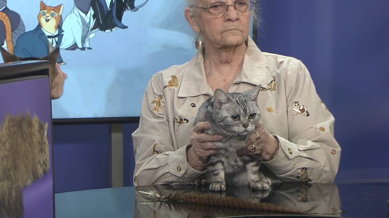 LIVE: Fancy Felines Ready To Hit Catwalk At Minn-Kota Feline Club Cat ...