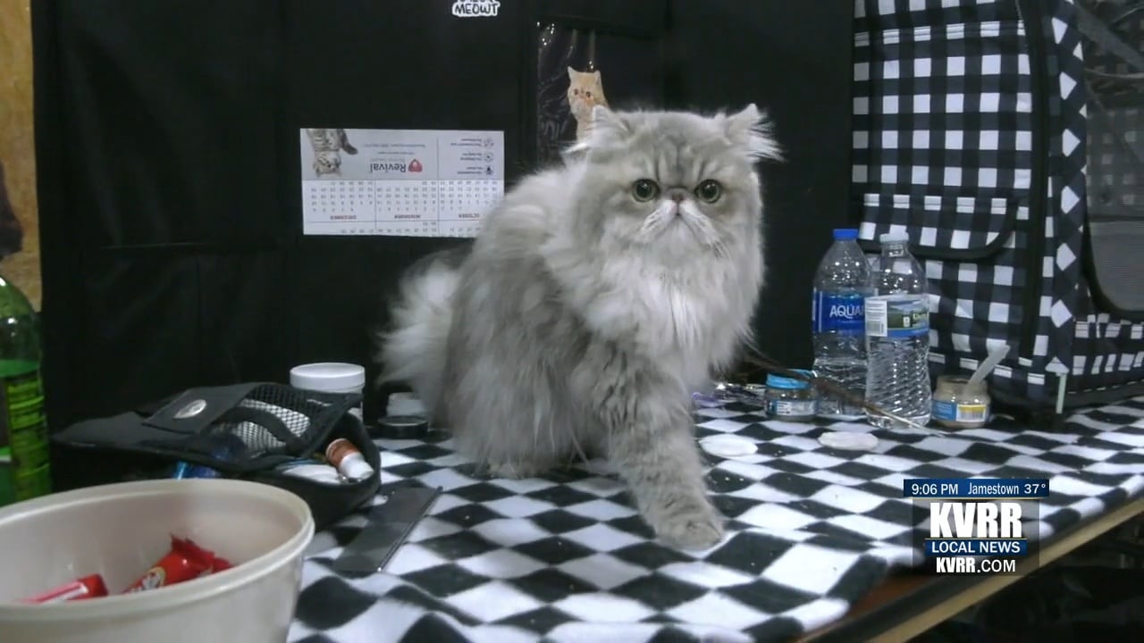 Fancy felines compete in annual Purebred and Household Pet Cat Show ...