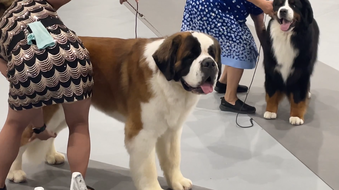Dogs of all shapes and sizes showoff in West Fargo dog show - KVRR ...