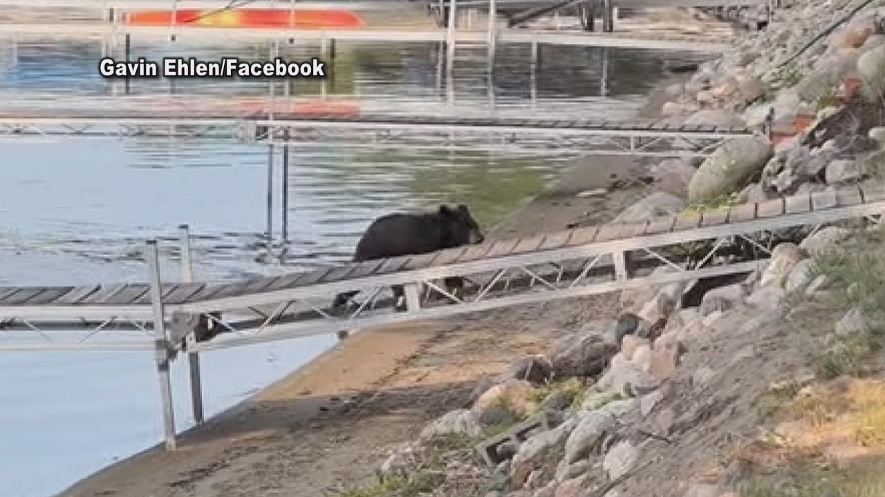 Bear caught swimming in Lake Lida - KVRR Local News