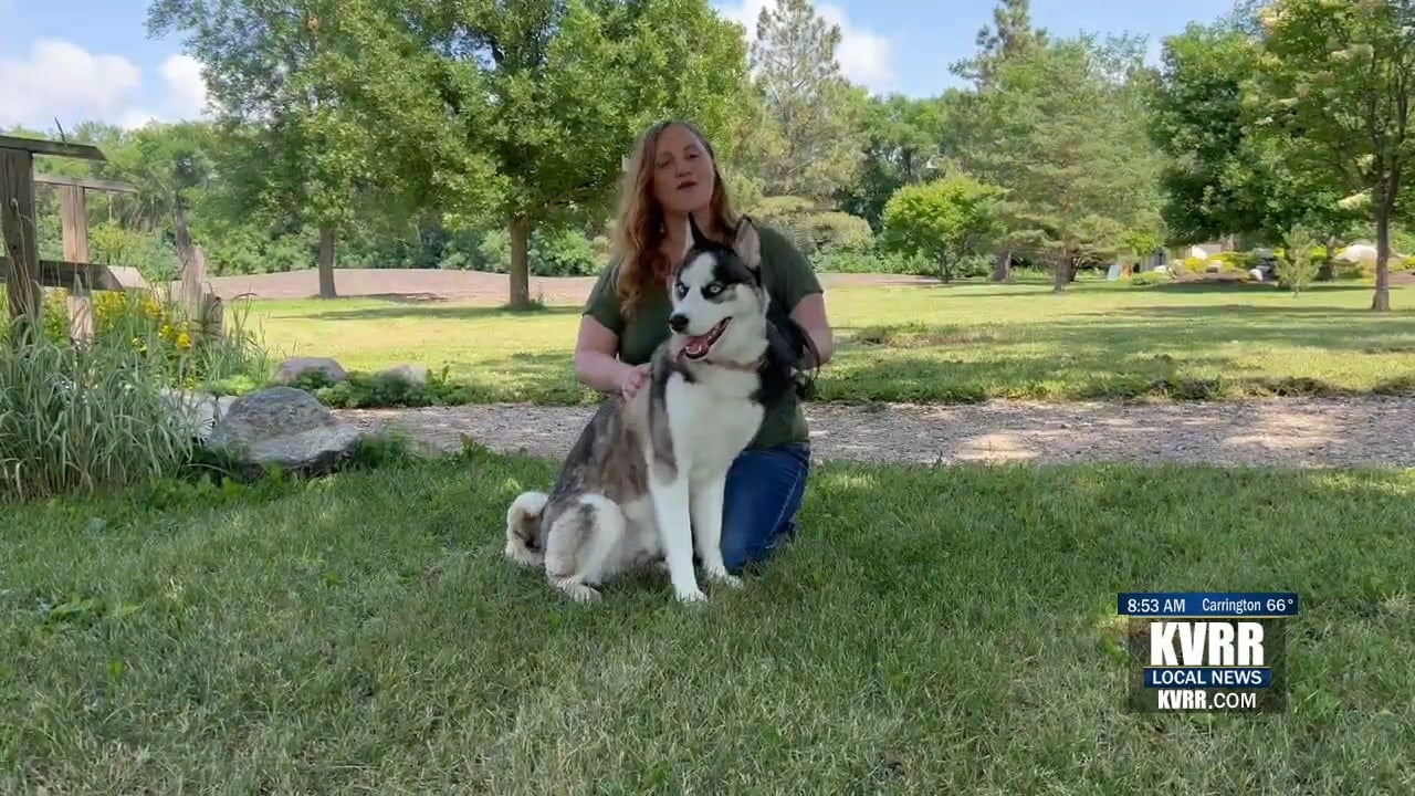 Pet Connection: Meet The Huskies - KVRR Local News