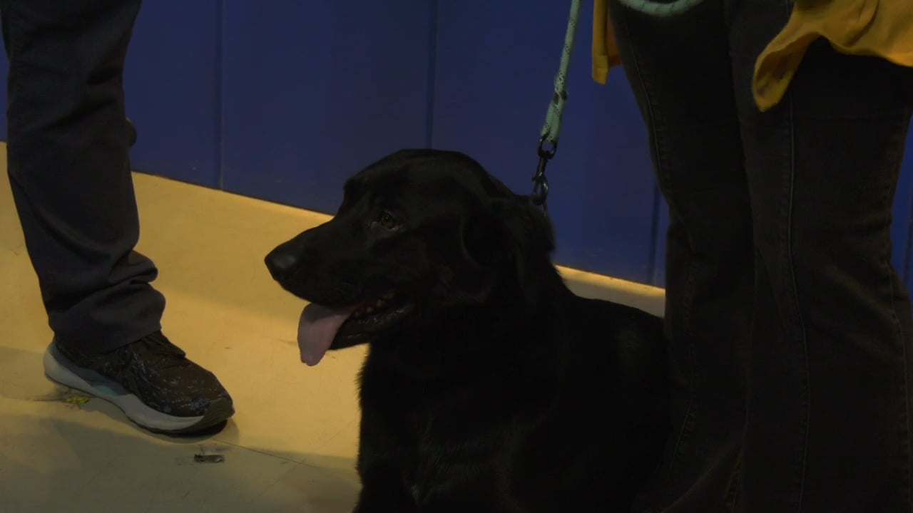 Pet Connection: Meet Knight - KVRR Local News
