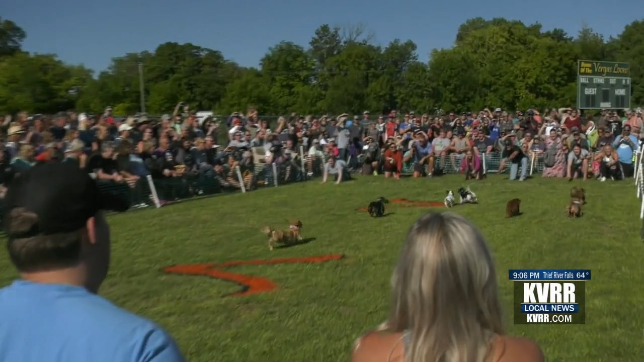 Annual wiener dog races steal show at Looney Daze - KVRR Local News