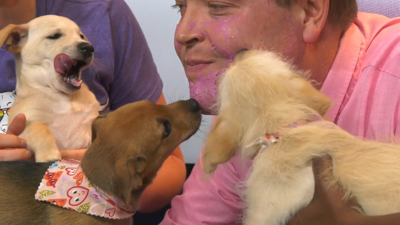 LIVE: Rescue Puppies Lick Frosting Off Adam's Face For 'Real Men Wear ...