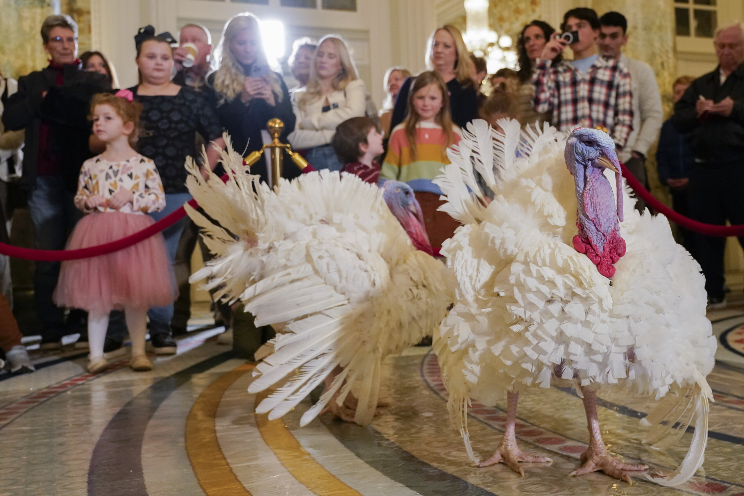 Biden set to 'pardon' two Thanksgiving turkeys from Minnesota - KVRR ...