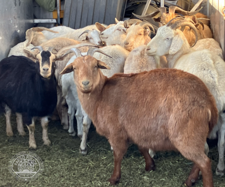 Police, NDSU Collaborate to Care for Goats After Man Suffers Medical ...