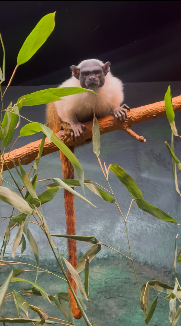 Endangered pied tamarins "Noah" and "Peanut Butter" Join Red River Zoo ...