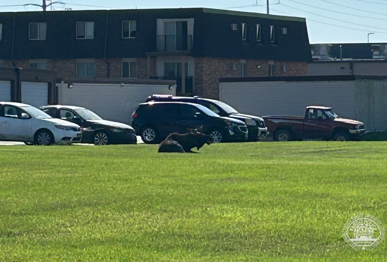VIDEO: Moose in Fargo; police warn people to stay away - KVRR Local News