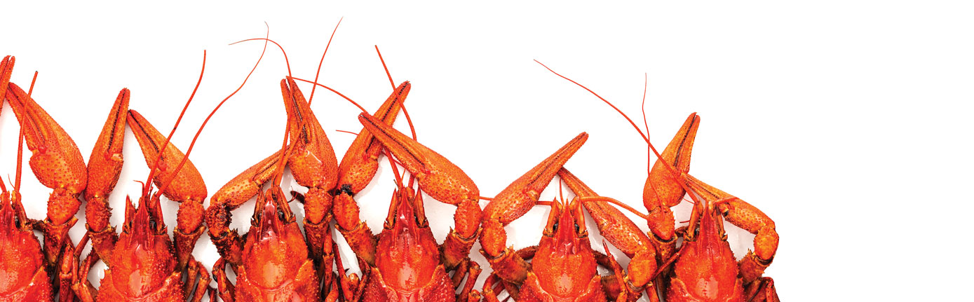 The Louisianian's Field Guide - louisianalife.com