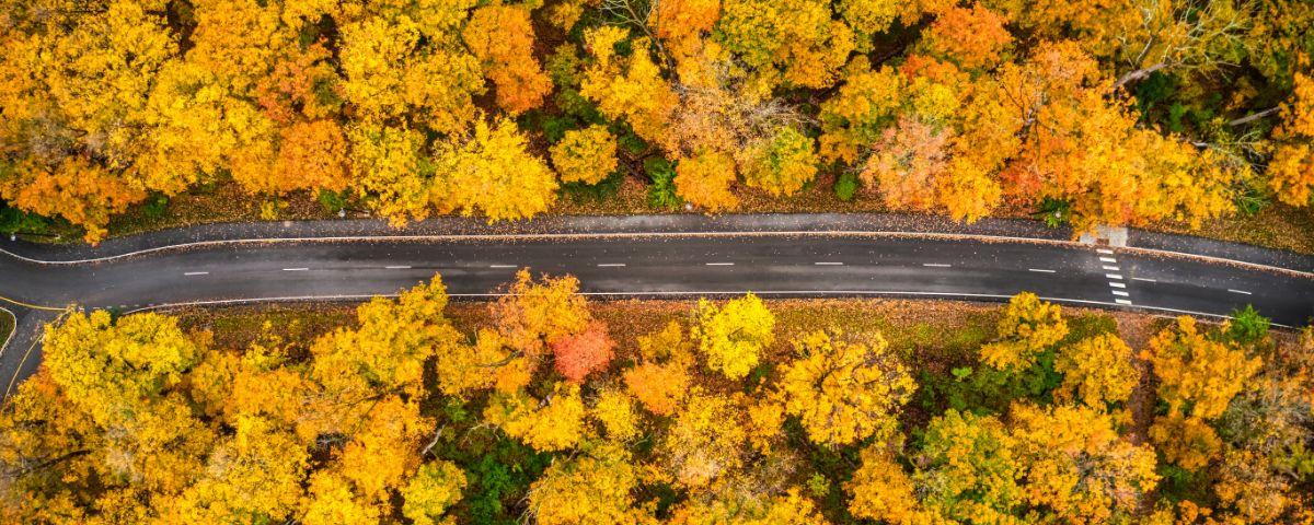 Tammany Trace Voted Louisiana's Best Drive for Fall Foliage in 2023 ...