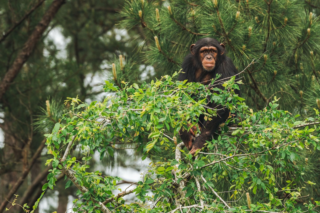 Rescued Primates See Open Sky, Explore Forest at Chimpanzee Sanctuary ...