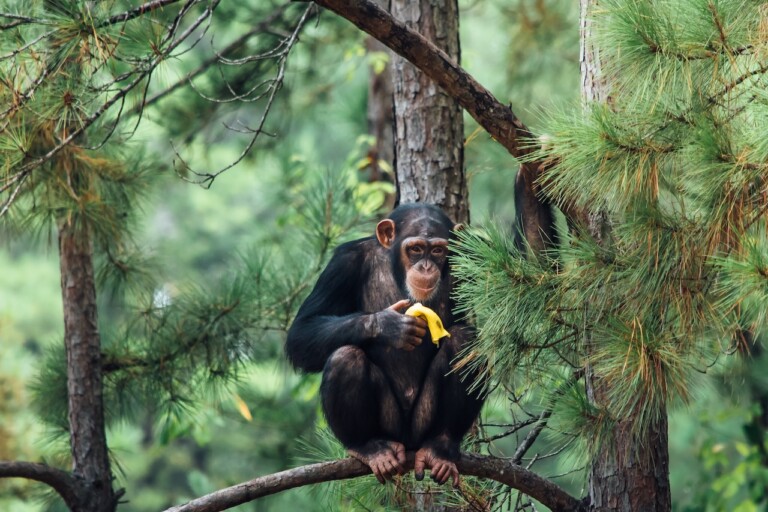 Chimp Haven Opens for Rare Public Access Again this Month ...