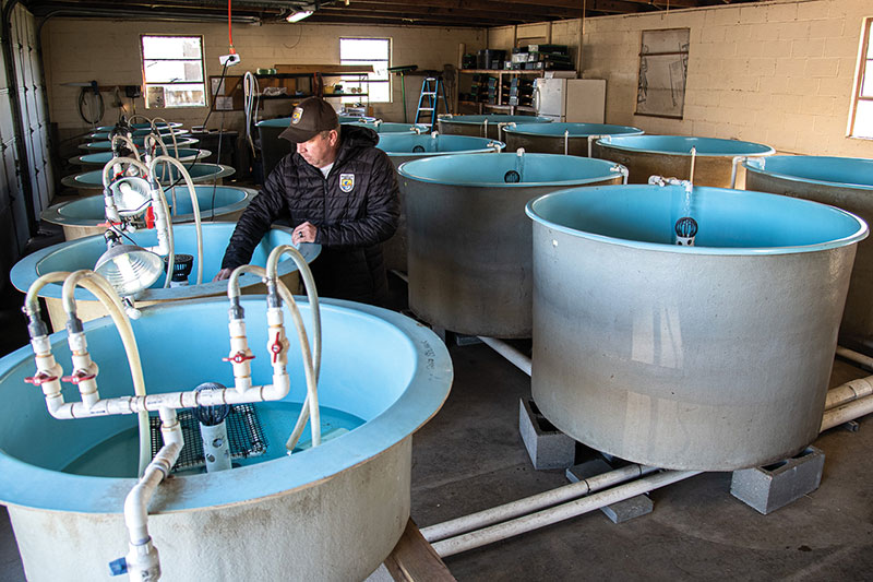 Hatching a Way Forward The Work of the Natchitoches National Fish ...