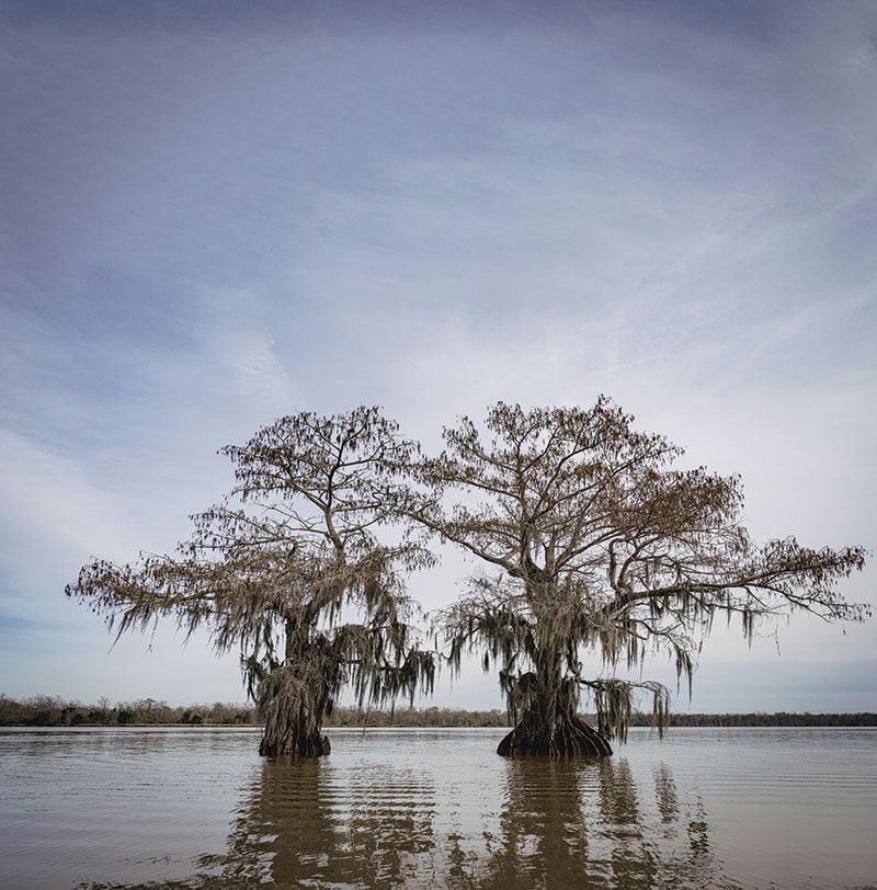 Documenting Louisiana’s Surviving Old-growth Bald Cypress Trees ...