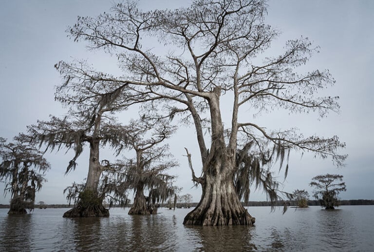 Documenting Louisiana’s Surviving Old-growth Bald Cypress Trees ...