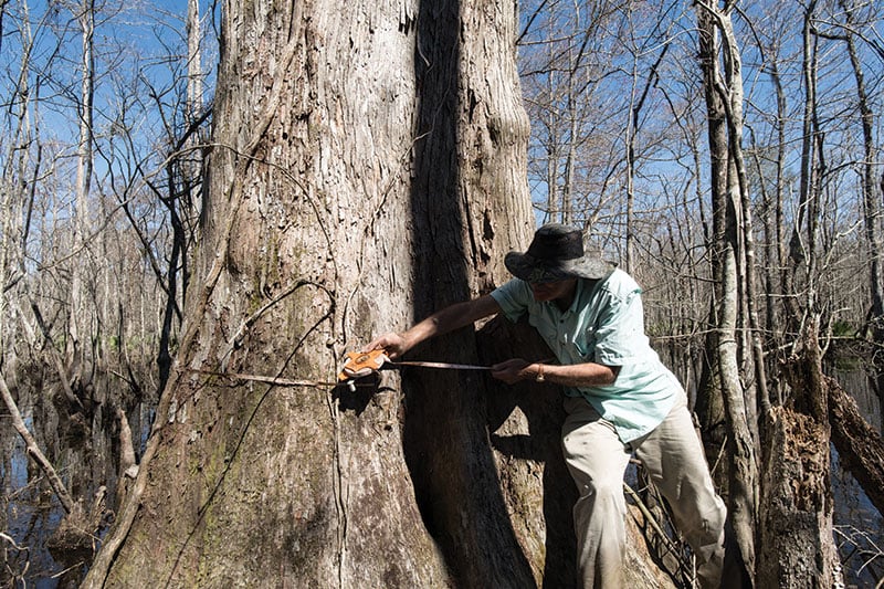 Documenting Louisiana’s Surviving Old-growth Bald Cypress Trees ...