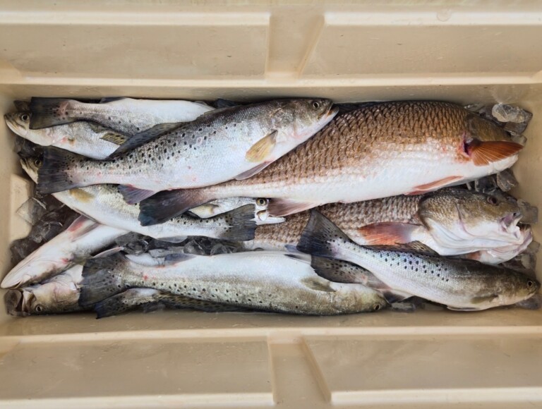 2025 Top Louisiana Fishing Spots with Rankings - louisianalife.com