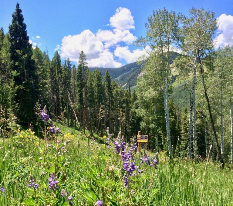 10 Mountain Backgrounds for Zoom - Mountain Living