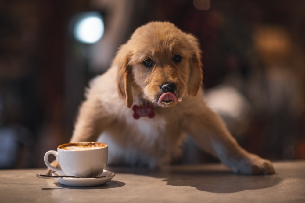 A Seriously Cool, Back-Alley Coffee Shop in Pagosa Springs - Mountain ...