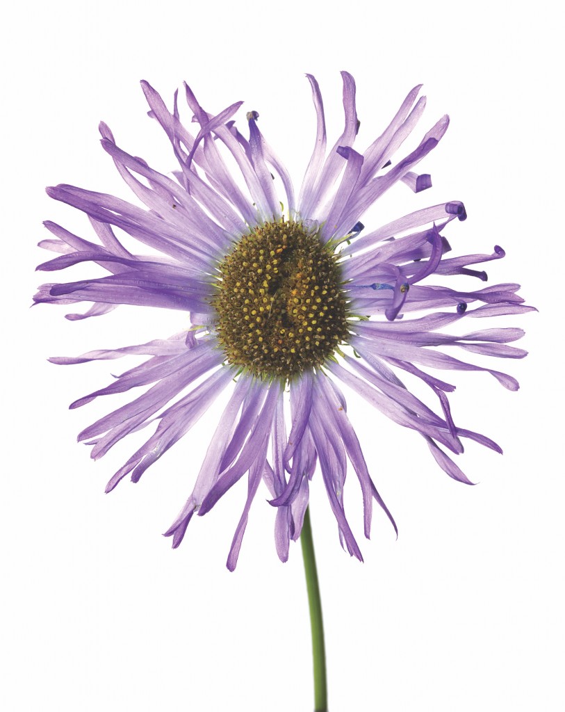 Preserving the Magic - Mountain Living