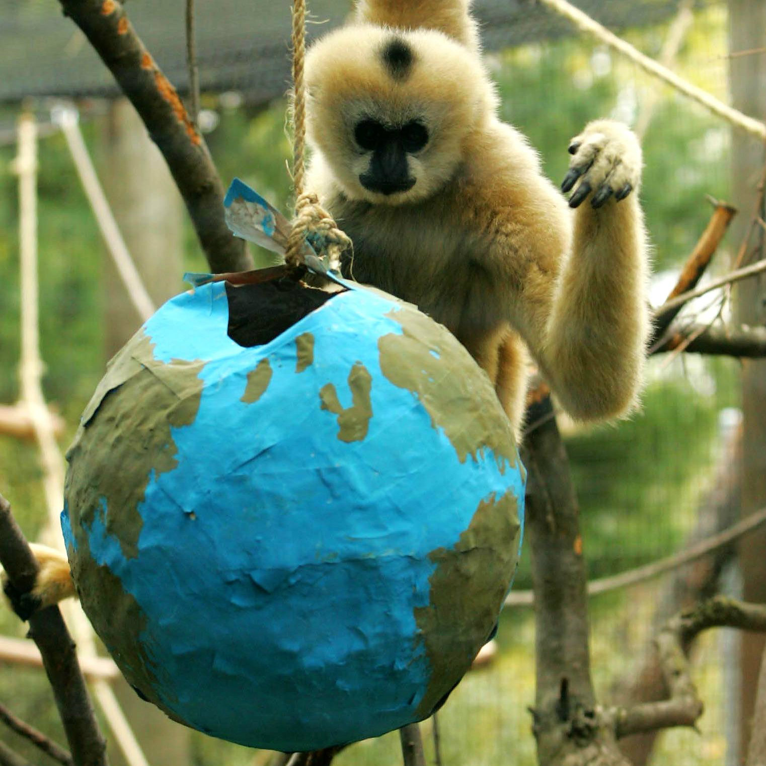 Party for the Planet_MONKEY - Rhode Island Monthly