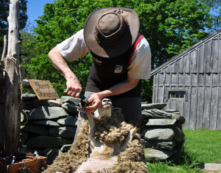 Sheep-Shearing_ED - Rhode Island Monthly