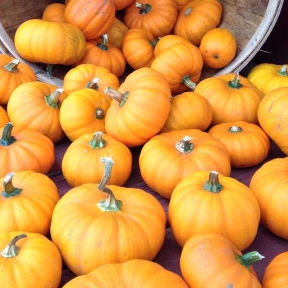 salisbury-farm - Rhode Island Monthly