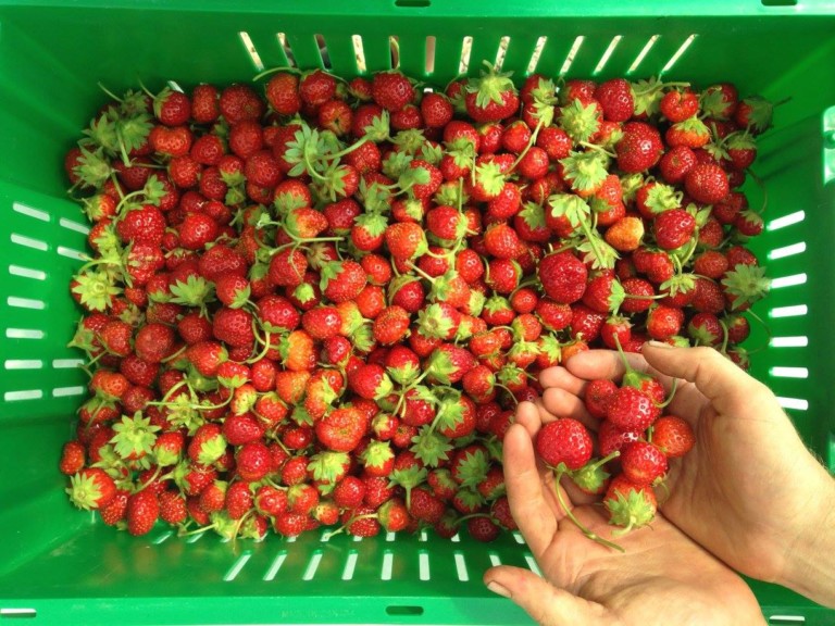 5 Farms to Visit for Pick-Your-Own Strawberries - Rhode Island Monthly