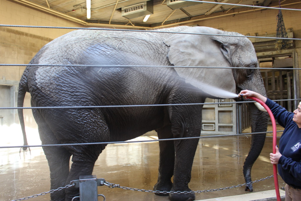 Feeding the Elephants at Roger Williams Park Zoo - Rhode Island Monthly