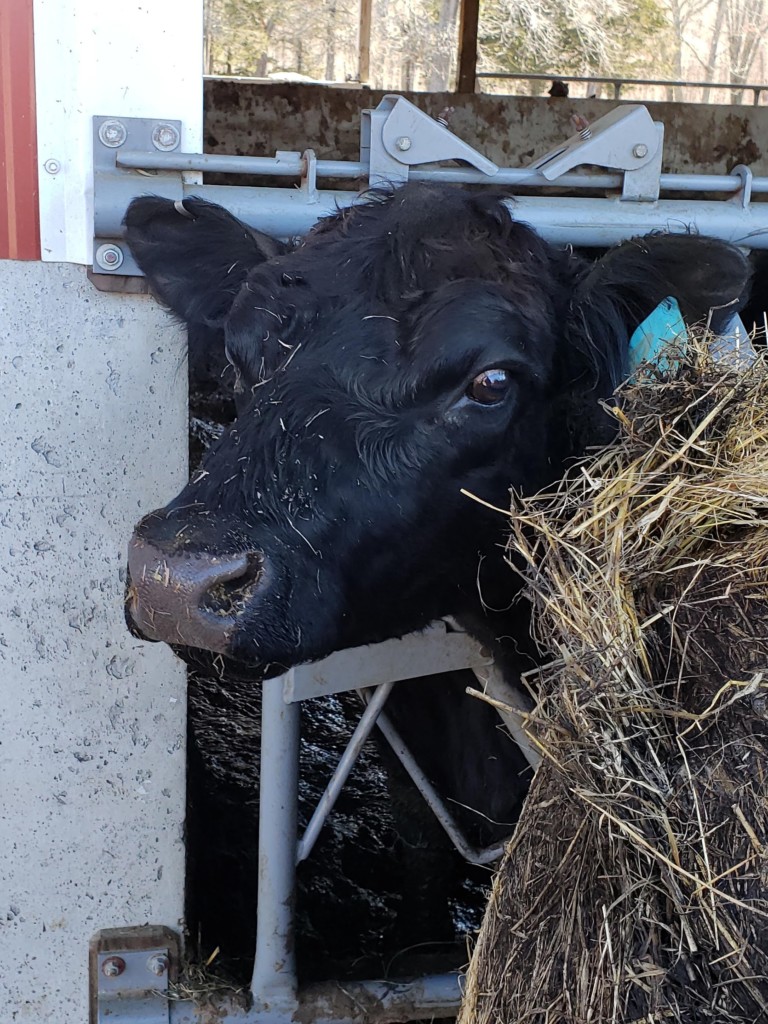 Graze Burgers Serves Humanely Raised Beef That's Close to Home - Rhode ...