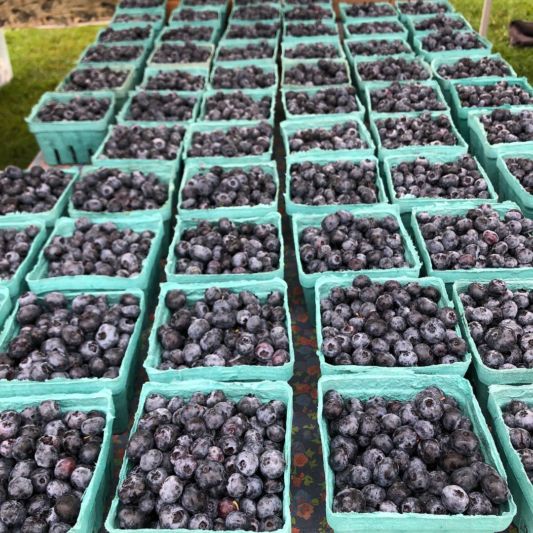 6 Farms to Visit in Rhode Island for Pick-Your-Own Blueberries - Rhode ...