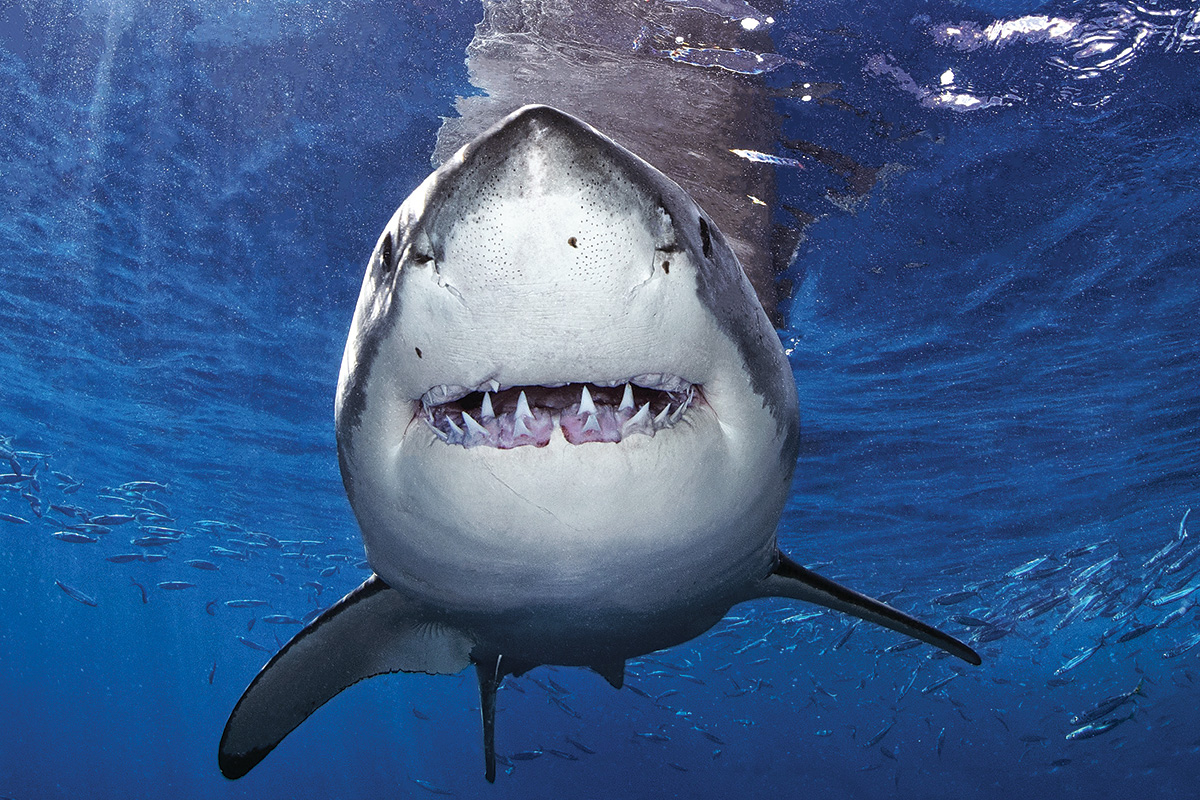 Rhode Island Heads Up Latest Shark Research - Rhode Island Monthly