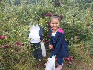 Where to Go Apple Picking in Rhode Island - Rhode Island Monthly