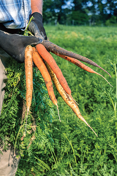 Behind the Scenes at Four Town Farm - Rhode Island Monthly