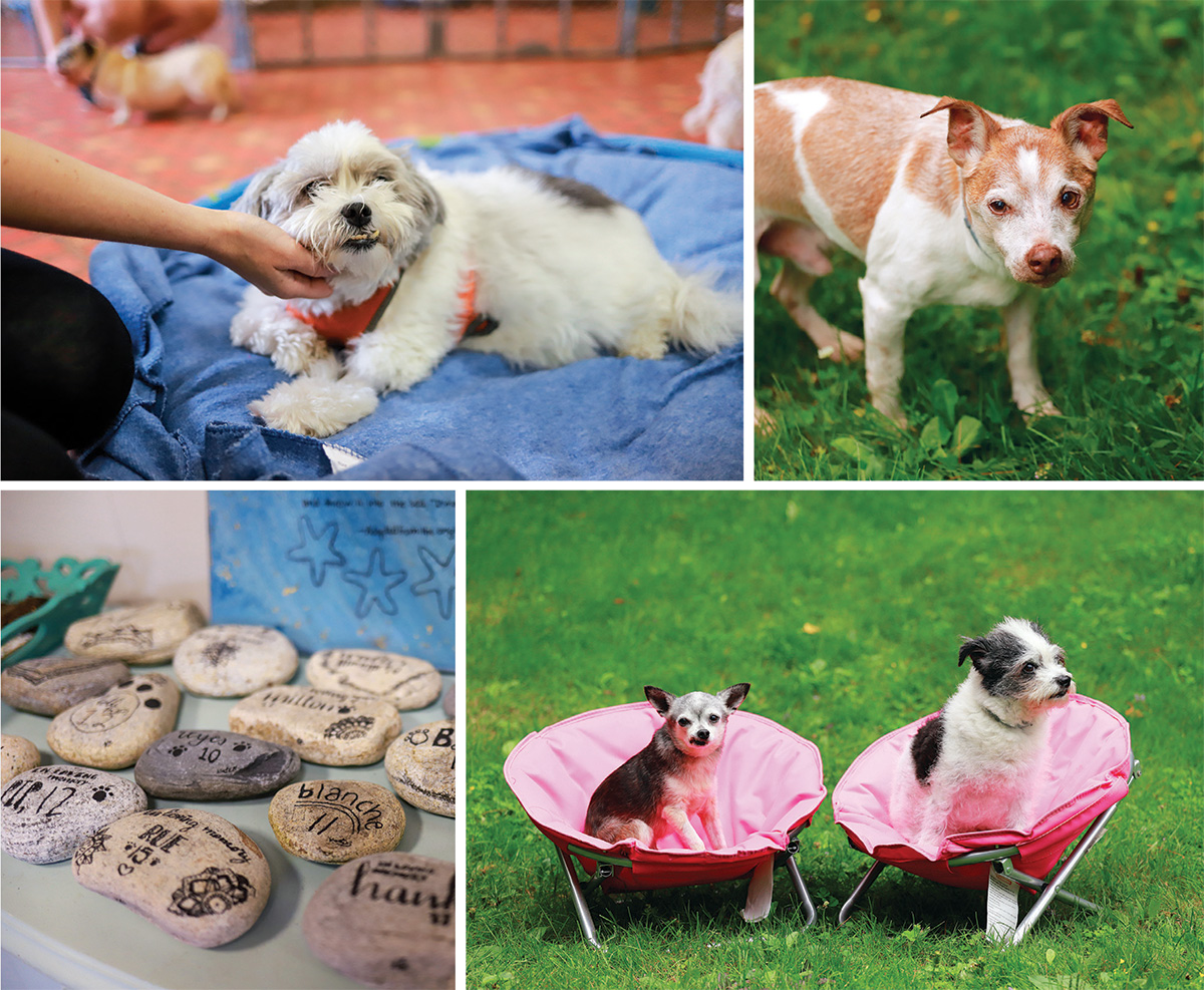 Vintage Pet Rescue Offers Old Dogs a Fur-Ever Home - Rhode Island Monthly