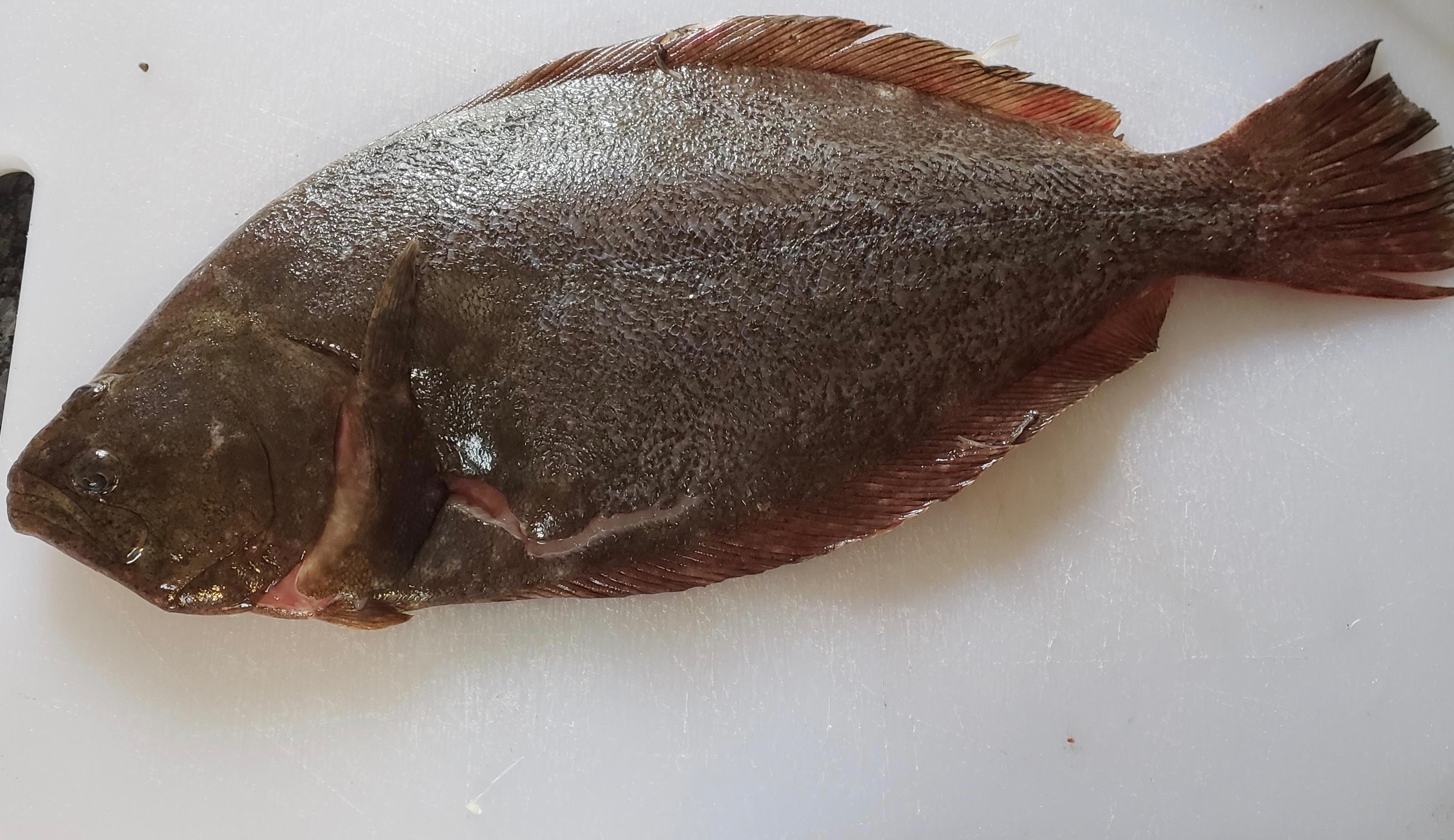 Cook a Fish, Give A Fish Class Teaches You How to Prepare Whole Fish ...