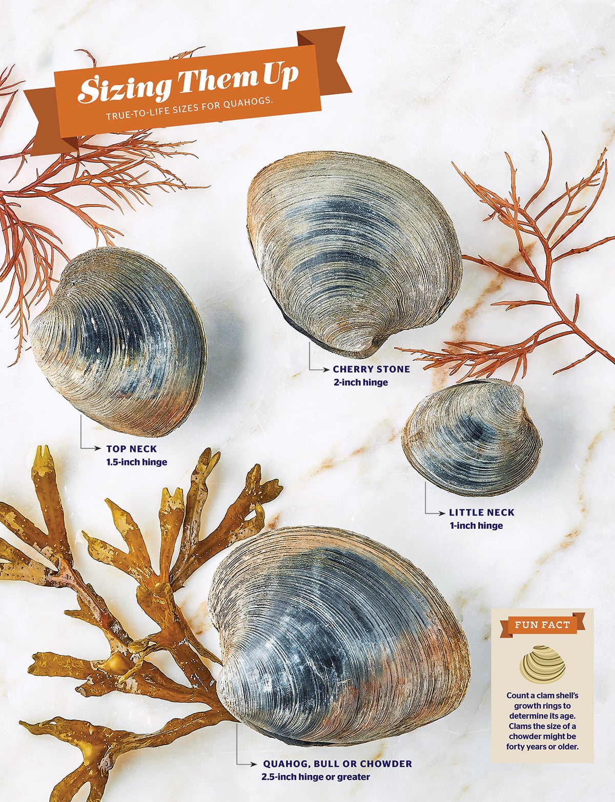 The Essential Rhode Island Quahog Guide - Rhode Island Monthly