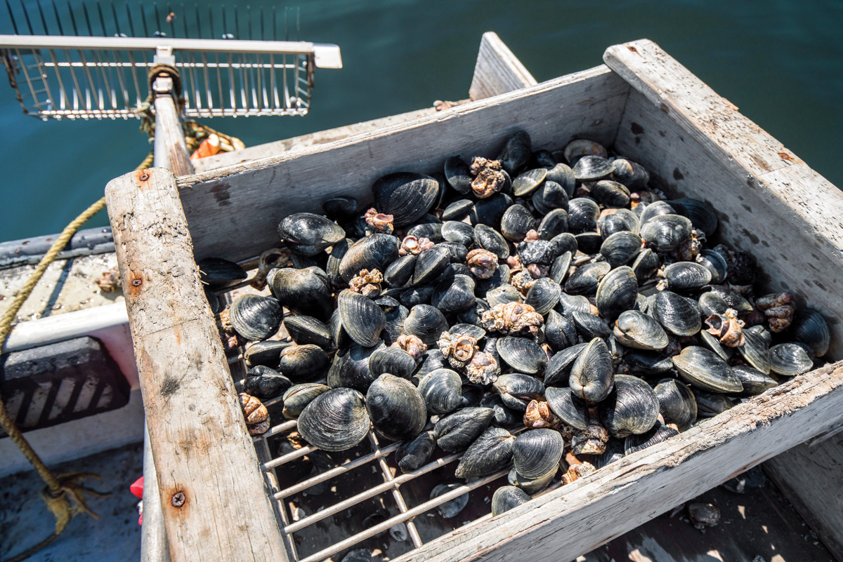 A Rake's Progress: Commercial Quahogging in Rhode Island - Page 2 of 2