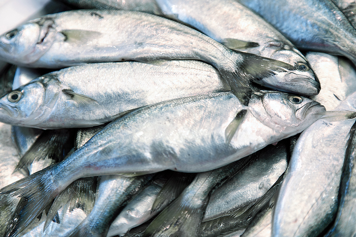 Rhode Island, You're Wrong About Bluefish - Rhode Island Monthly