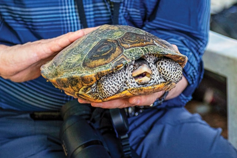Meet the Women Saving Rare Rhode Island Turtles - Rhode Island Monthly