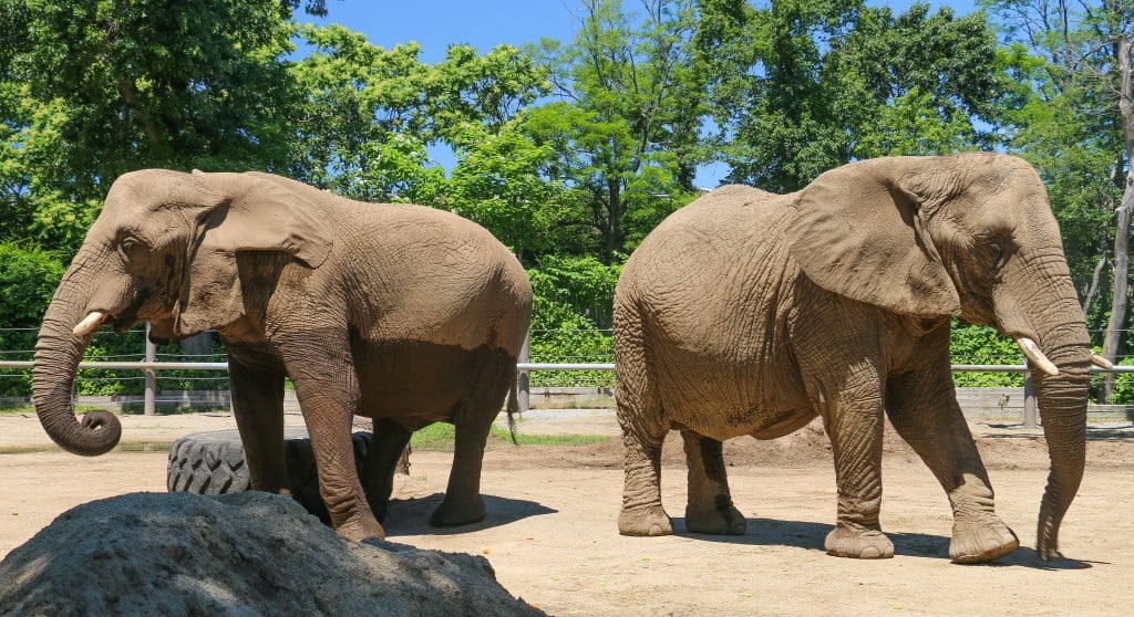 Celebrate 150 Years With Roger Williams Park Zoo - Rhode Island Monthly