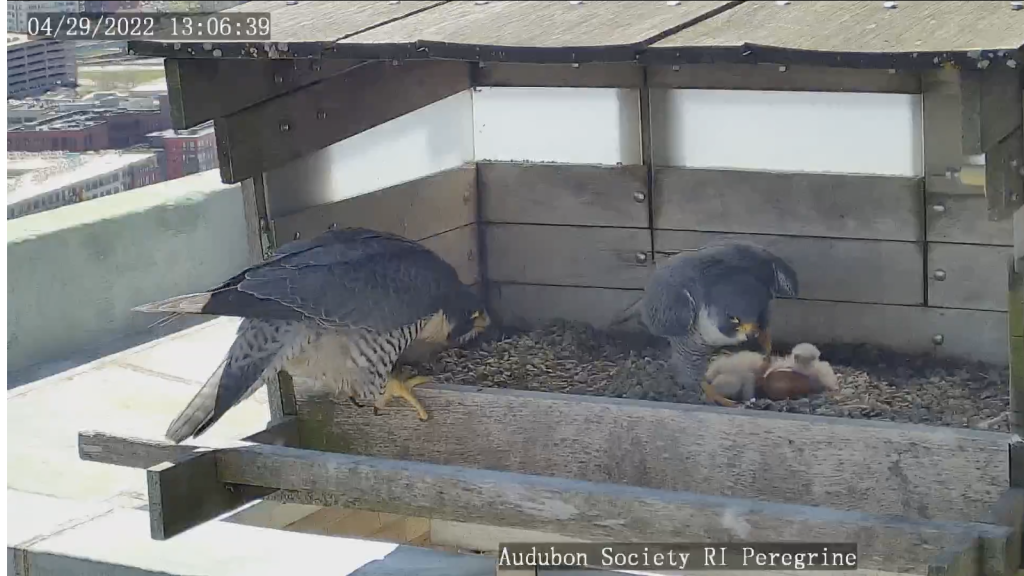 The Peregrine Falcons That Live on Top of the Superman Building Are ...